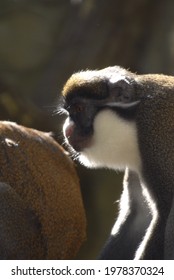 Lesser Spotnosed Monkey Guenon Cercopithecus Petaurista Stock Photo ...