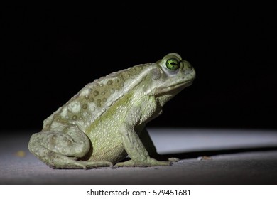 60 Frog Let Images, Stock Photos & Vectors | Shutterstock