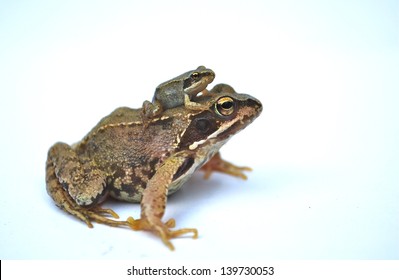 60 Frog Let Images, Stock Photos & Vectors | Shutterstock