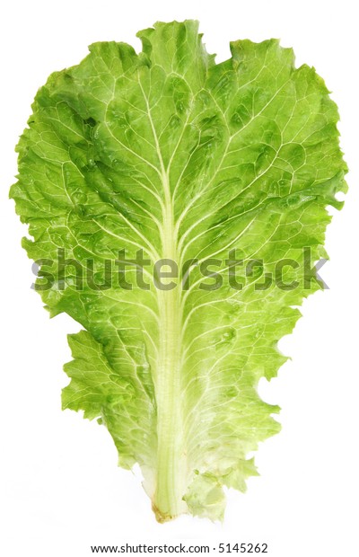 Lettuce Leaf Closeup View Isolated On Stok Fotoğrafı (Şimdi Düzenle ...