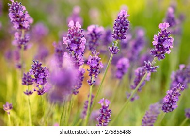 Levander Images, Stock Photos & Vectors | Shutterstock
