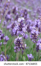 Levander Flower Stock Photo 87136855 | Shutterstock
