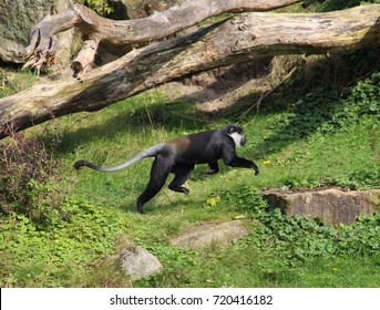 66 Cercopithecus Lhoesti Images, Stock Photos & Vectors | Shutterstock