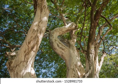 Libidibia Ferrea Formerly Caesalpinia Ferrea Commonly Stock Photo ...