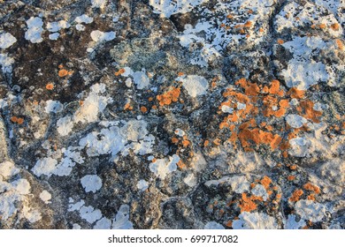 Lichen Many Colors Sizes Forms Grow Foto Stok 1596751747 | Shutterstock