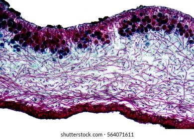 12 Upper cortex layer Images, Stock Photos & Vectors | Shutterstock