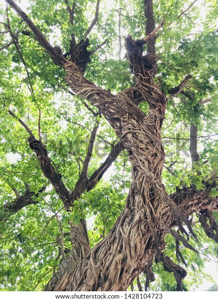 Life Tree Structure Stock Photo 1428104723 | Shutterstock
