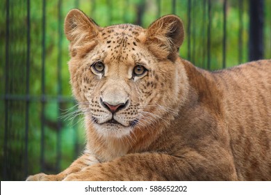 Liger Stock Photo 588652202 | Shutterstock