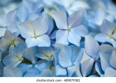 Light Blue Hydrangea Bloom Stock Photo 489879382 | Shutterstock