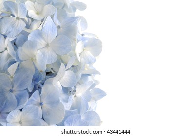 5,839 Blue hydrangea border Images, Stock Photos & Vectors | Shutterstock
