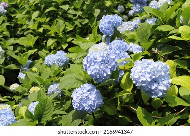 Light Blue Hydrangea Hydrangea Macrophylla Stock Photo 2166941347 | Shutterstock