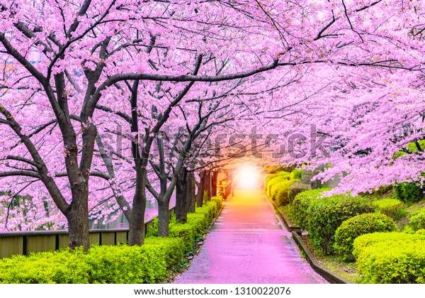Light End Cherry Tree Sakura Tunnel Stock Photo (Edit Now) 1310022076