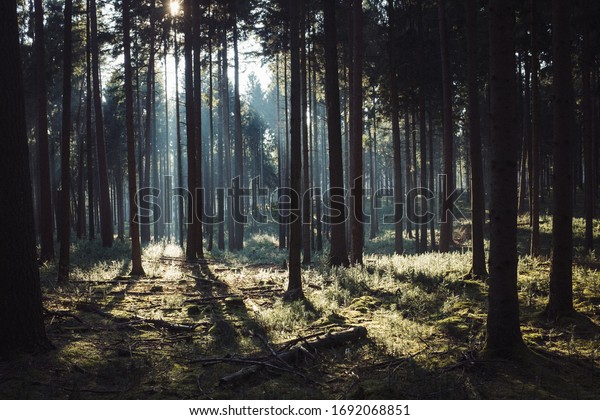 Light Falling Trough Trees Forest Stock Photo 1692068851 | Shutterstock