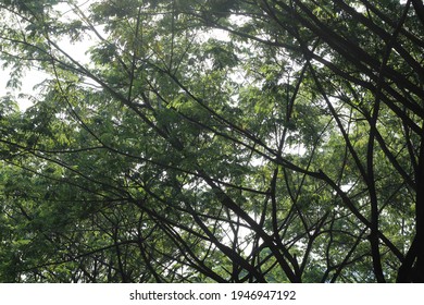 Light Forest Tree Canopy Background Stock Photo 1946947192 | Shutterstock