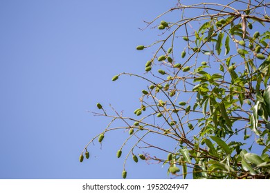 225 Unripe lychee Images, Stock Photos & Vectors | Shutterstock