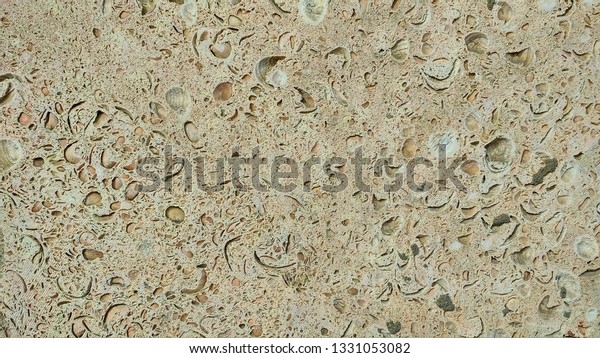 Light Limestone Slab Shell Marks Shell Stock Photo 1331053082 ...