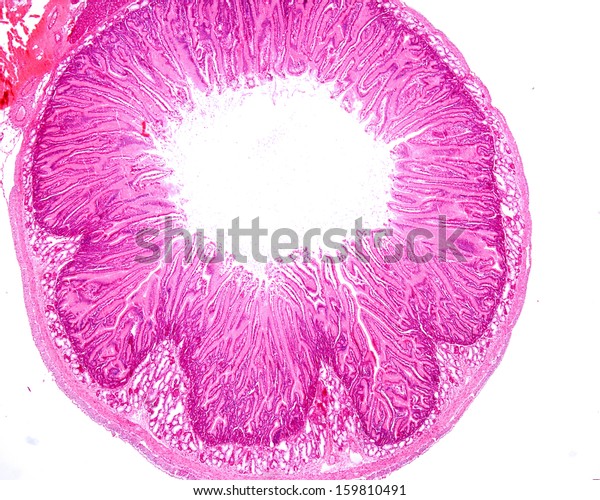 Light Micrograph Cross Section Wall Small Stock Photo (Edit Now) 159810491