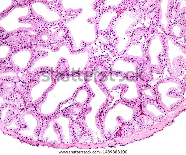 Light Microscope Micrograph Showing Secretory Units Stock Photo ...