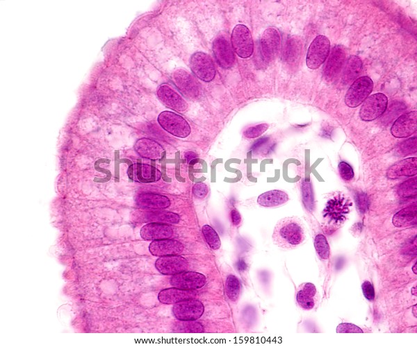 Light microscope picture of a simple columnar epithelium of the ...