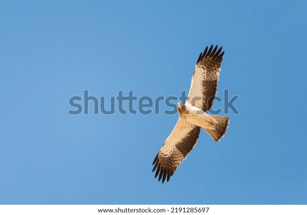 Light Morph Booted Eagle Hieraaetus Pennatus Stock Photo 2191285697 ...