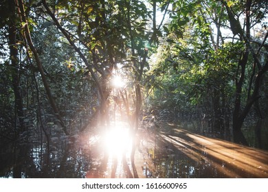 3,662 Light peaking through trees Images, Stock Photos & Vectors ...