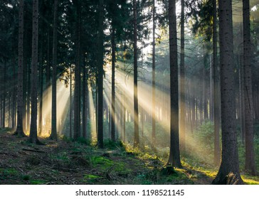 Light Rays Coming Through Trees Forest Stock Photo 1198521145 ...