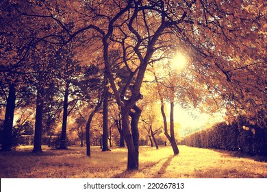 Light rays fall landscape trees : 66 254 images, photos et images ...