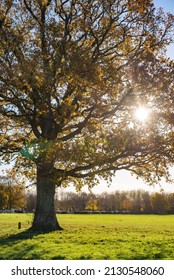 10,568 Through Large Tree Images, Stock Photos & Vectors | Shutterstock