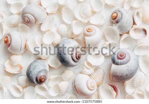 Light Snail Shells Shells Spread On Stock Photo 1107575885 | Shutterstock