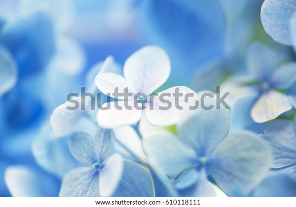 Light Soft Blue Hydrangea Hydrangea Macrophylla Stock Photo 610118111 ...