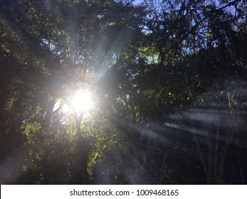 Light Through Tree Stock Photo 1009468165 | Shutterstock