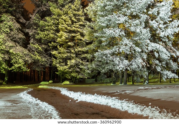 Lighted Forest Stock Photo 360962900 | Shutterstock