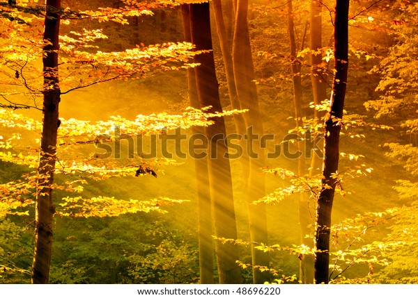 Lumières de la forêt : photo de stock (modifiable) 48696220