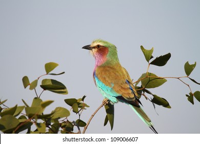 22 "gewone Troupant" Images, Stock Photos & Vectors | Shutterstock