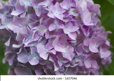 Lilac Hydrangea Stock Photo 1657046 | Shutterstock