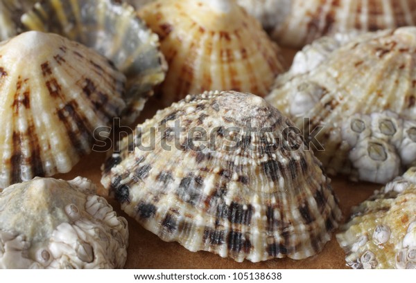 Limpet Shell Closeup Stock Photo 105138638 | Shutterstock