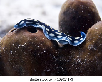 14,417 Flat worm Images, Stock Photos & Vectors | Shutterstock