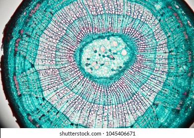 122 Tree trunk physiology Images, Stock Photos & Vectors | Shutterstock
