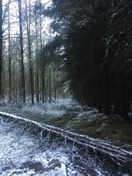 Tree line featuring line, tree line, and treeline, a Nature Photo by ...