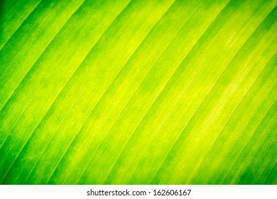 Line Green Leaf Background Stock Photo 162606167 | Shutterstock