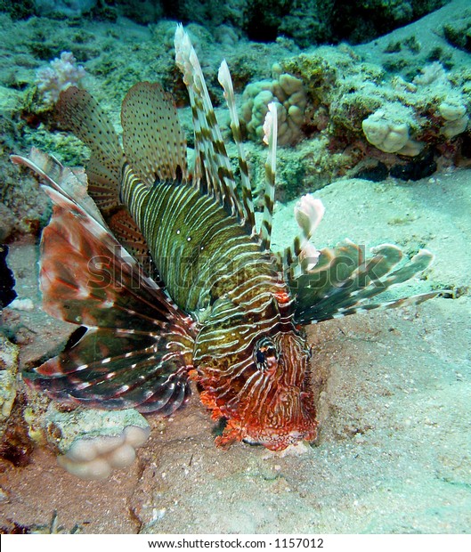 Linefish Fish Stock Photo (Edit Now) 1157012