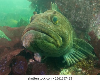 Lingcod Images, Stock Photos & Vectors | Shutterstock