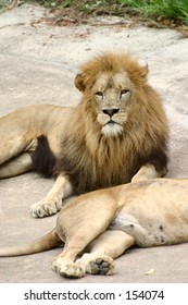 Lion Stock Photo 154074 | Shutterstock