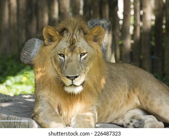 Lion Stock Photo 226487323 | Shutterstock