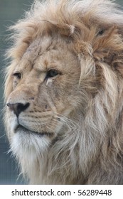 Lion Stock Photo 56289448 | Shutterstock