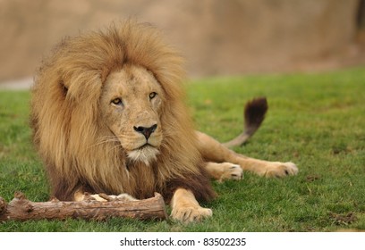 Lion Stock Photo 83502235 | Shutterstock