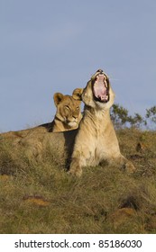 Lion Stock Photo 85186030 | Shutterstock