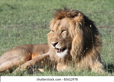 Lion Stock Photo 85612978 | Shutterstock