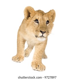 Lion Cub Front White Background Stock Photo (Edit Now) 9727900