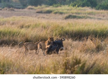 42 Safari Animls Images, Stock Photos & Vectors | Shutterstock